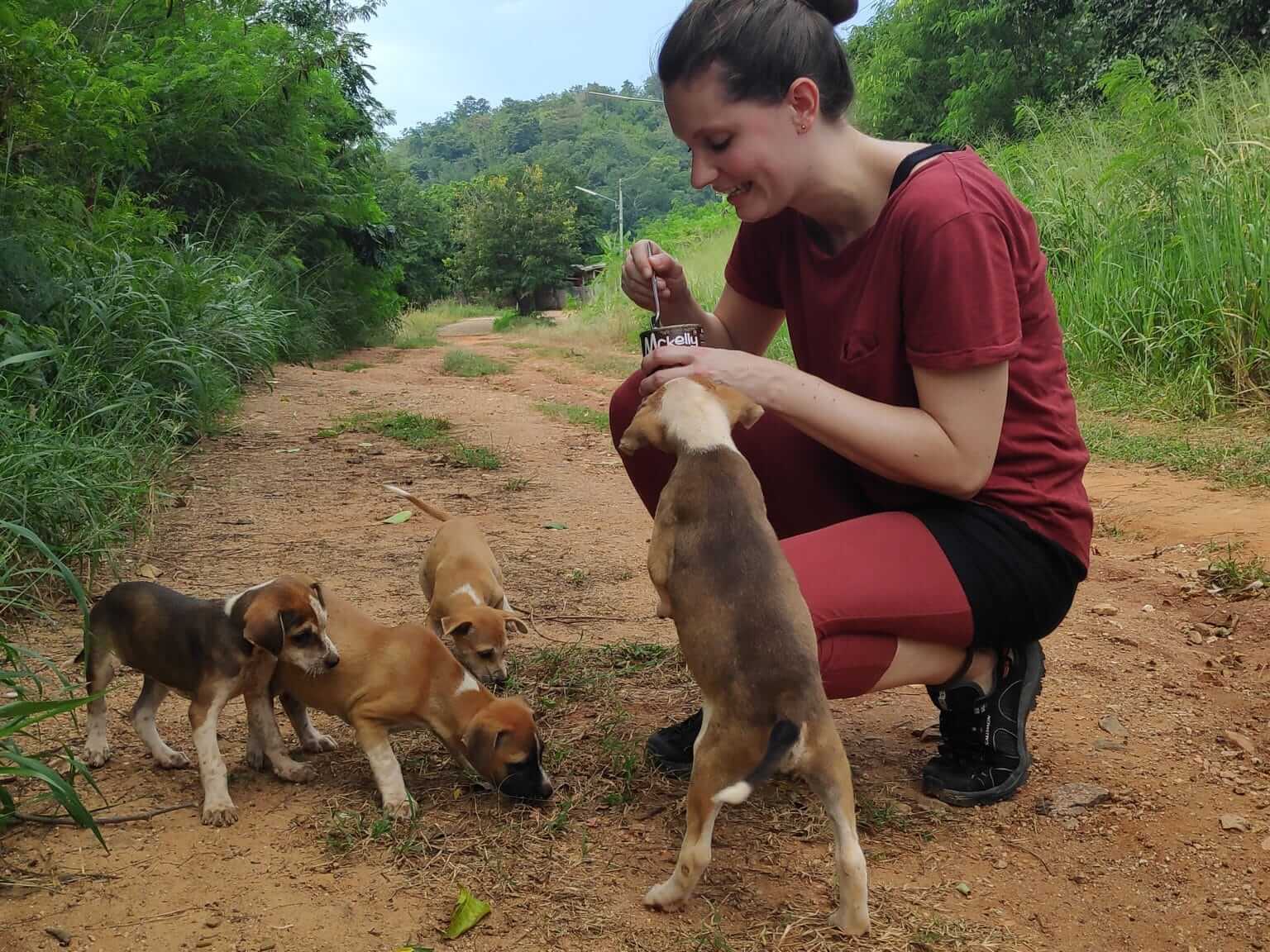 Home - Rescue Paws Thailand