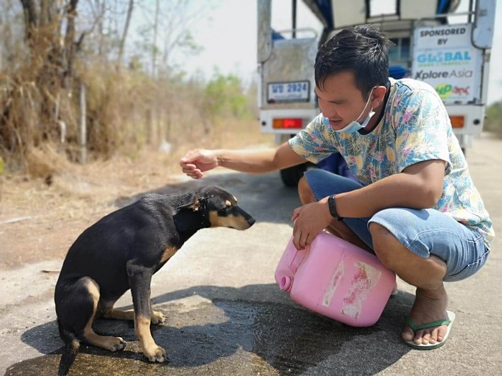 Home - Rescue Paws Thailand