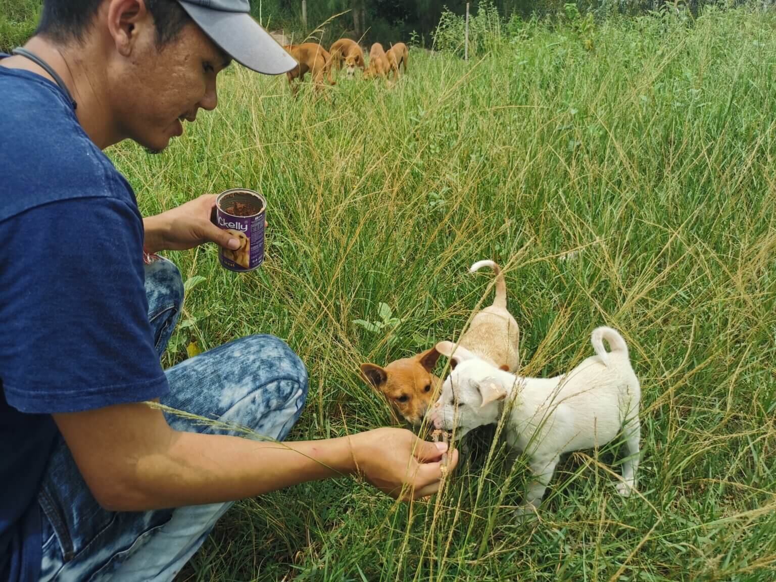 Careers – Rescue Paws Thailand