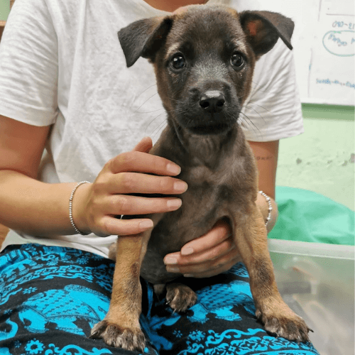 Home - Rescue Paws Thailand