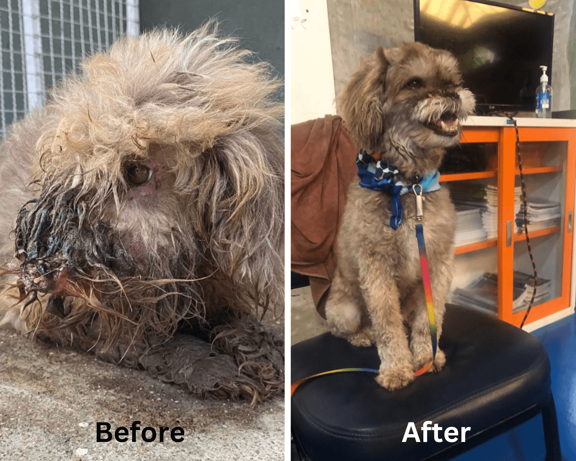 Home - Rescue Paws Thailand