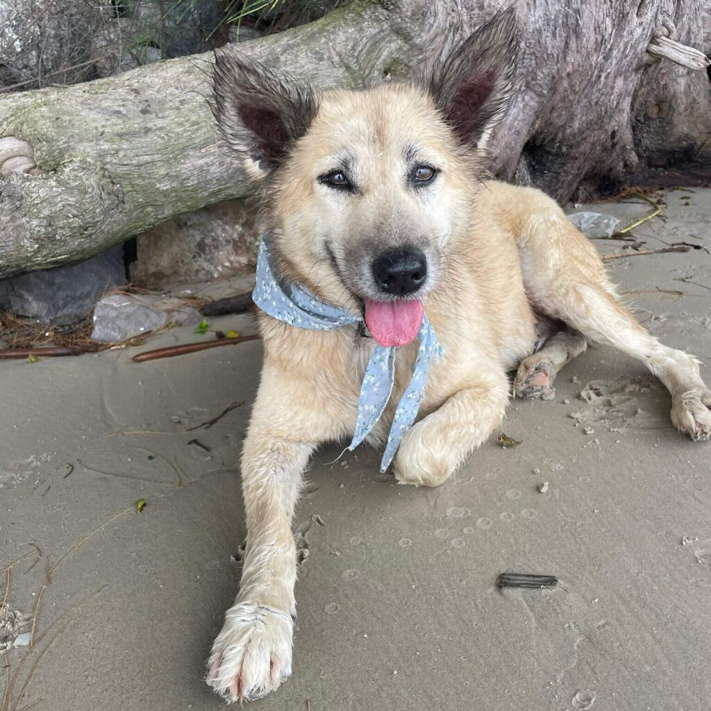 Home - Rescue Paws Thailand