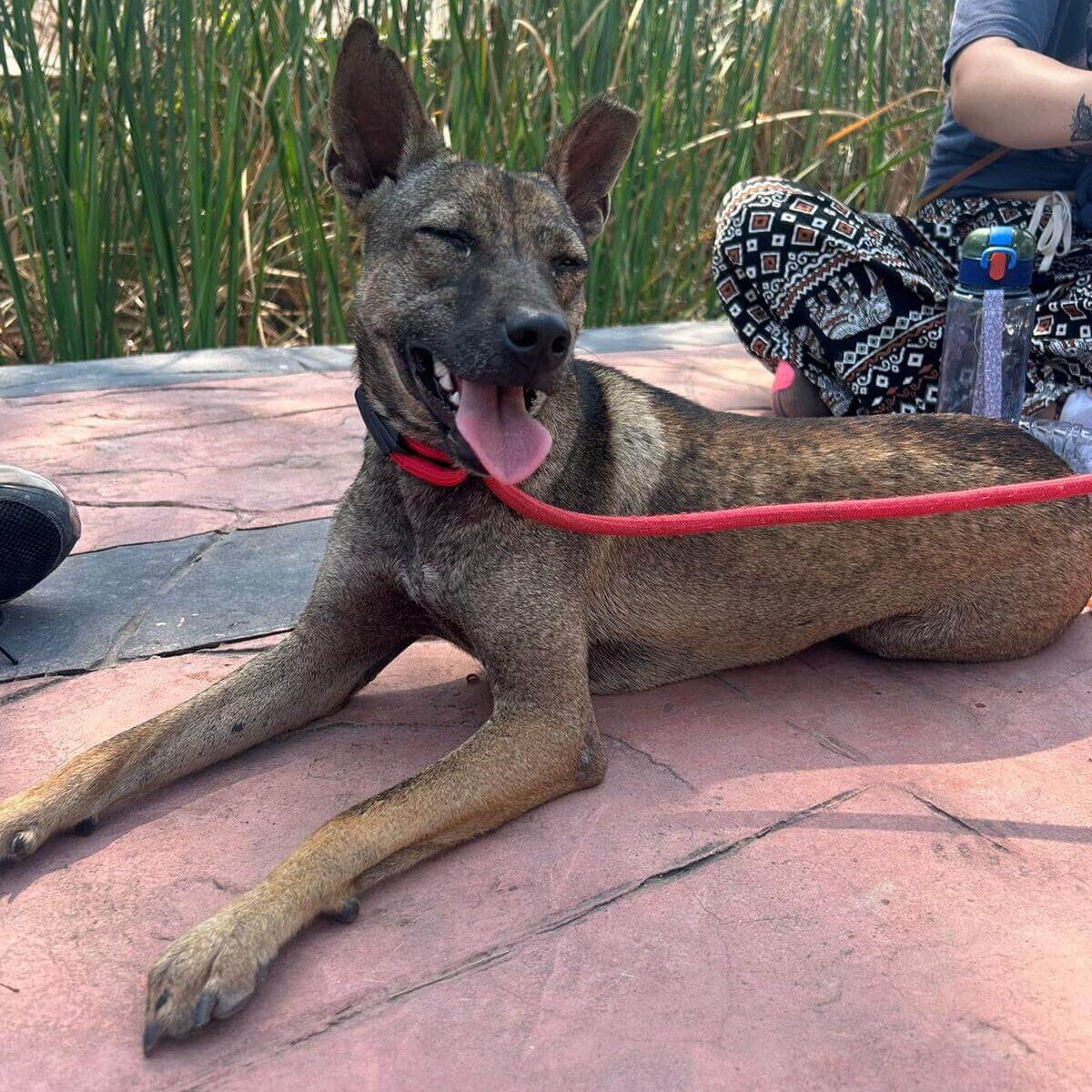 Homepage - Rescue Paws Thailand