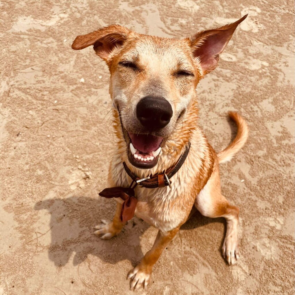 Adopt - Rescue Paws Thailand