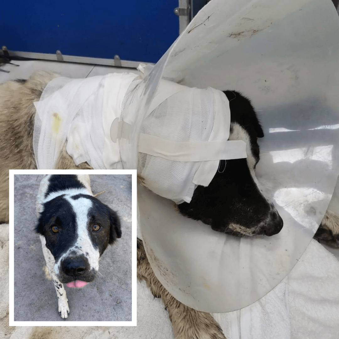 100 Days to Save Rescue P.A.W.S. – Rescue Paws Thailand