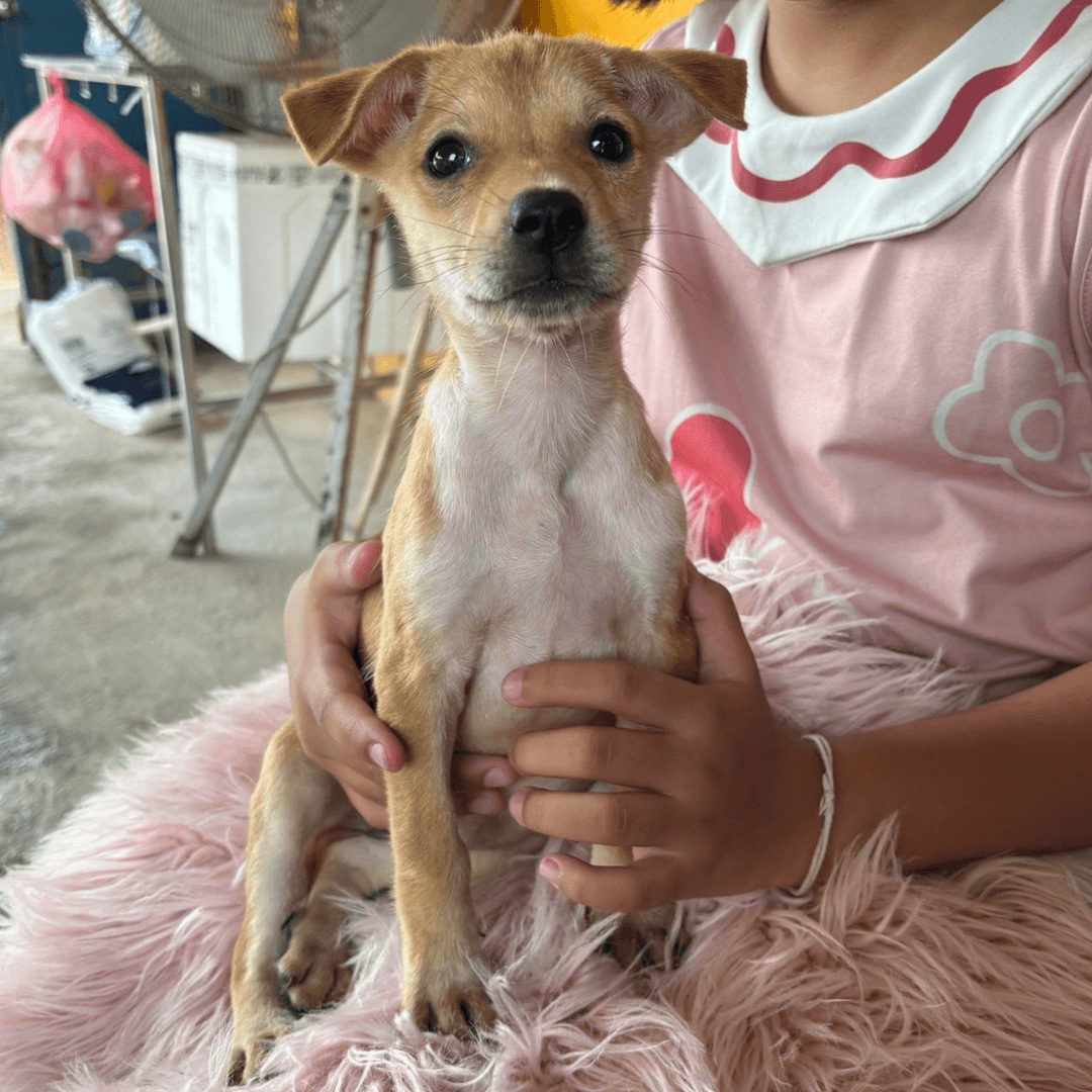 Adoptions Archive - Rescue Paws Thailand