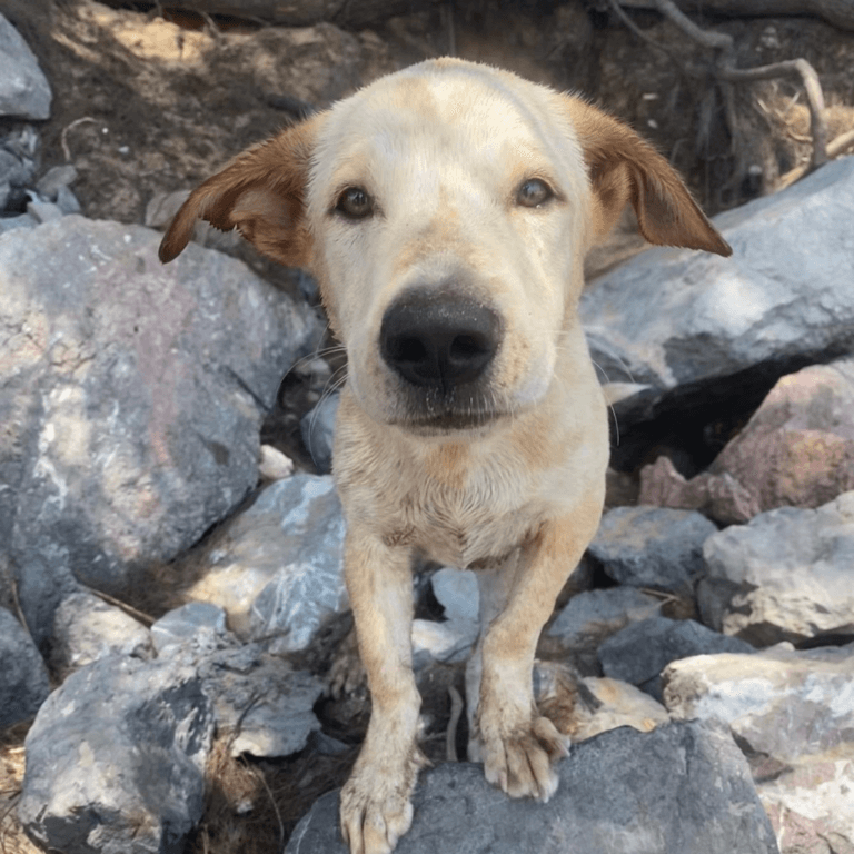 Adopt - Rescue Paws Thailand