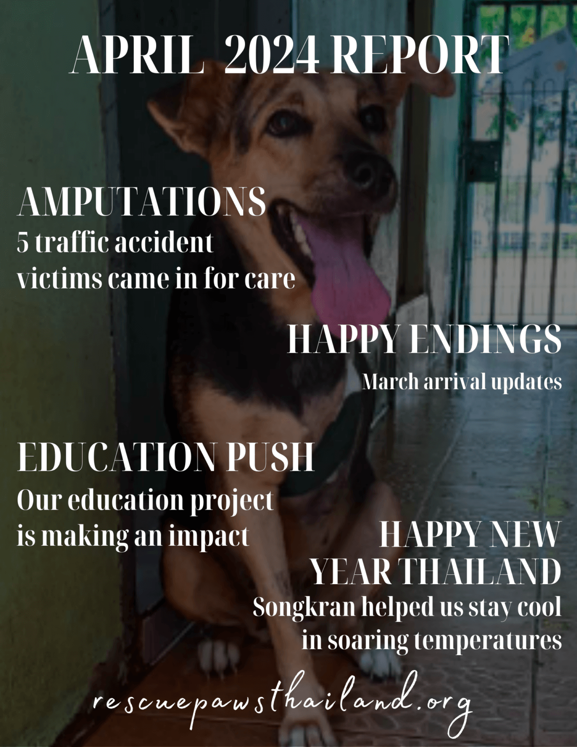 Monthly Reports – Rescue Paws Thailand