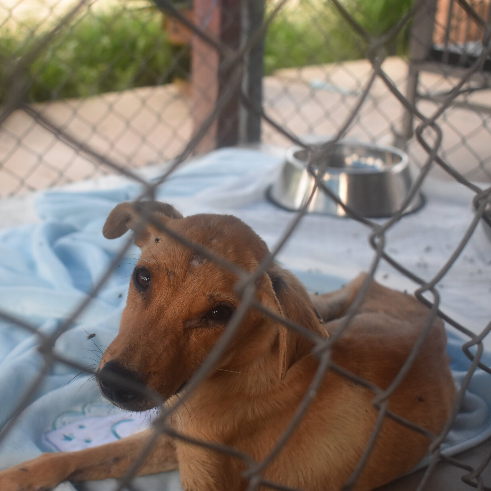 Ruffles – Rescue Paws Thailand