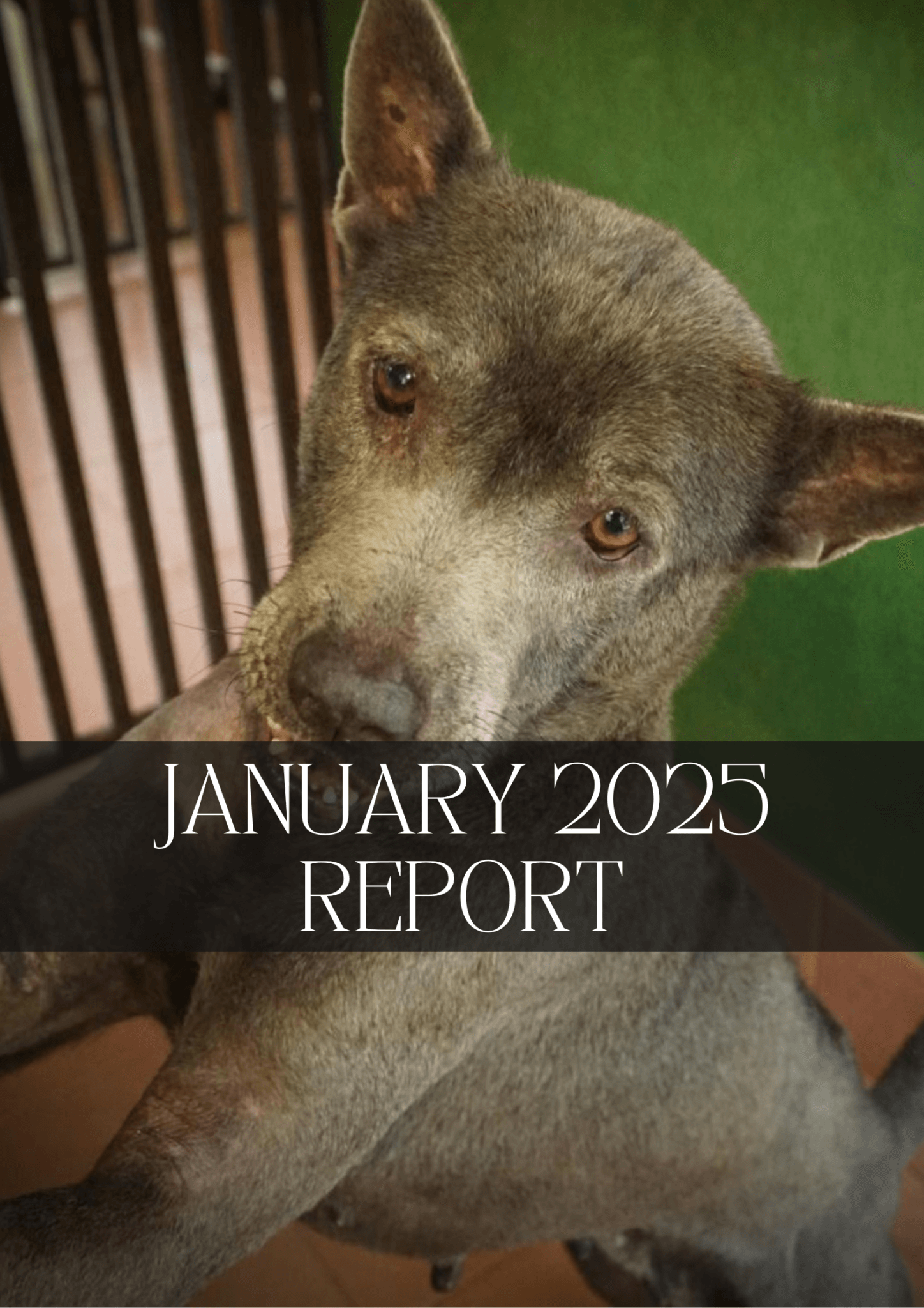 Monthly Reports – Rescue Paws Thailand