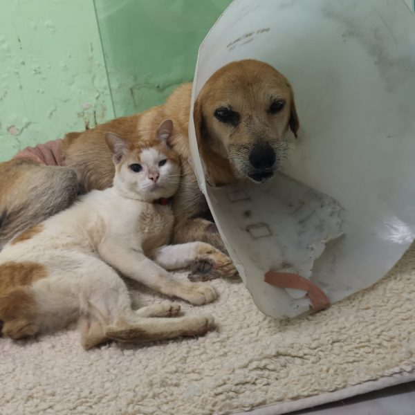 Home - Rescue Paws Thailand